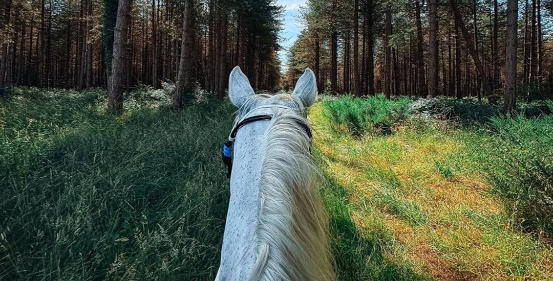 Home [www.mindscapetravels.org]